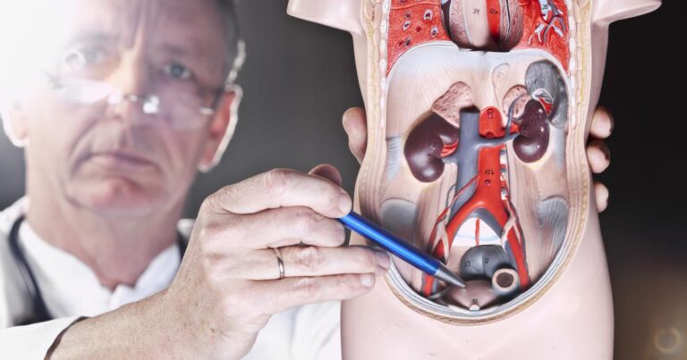 7 überraschende Fakten zu den Harnwegen | Weibliche & männliche ...